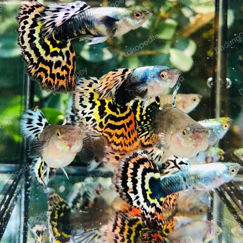 Jual Ikan Hias Guppy Yellow Tiger Half Moon - B - Kota Depok - DadangGuppy | Tokopedia