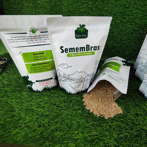 Jual GRASS SEED BRACHIARIA DECUMBENS(BEDE/SIGNAL) - Rumput penghijauan ...