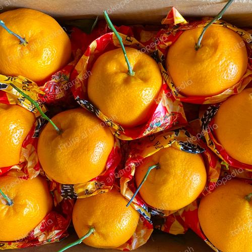 Jual BUAH JERUK CHUNJIAN SUPER MANIS KUPAS | PACK - Jakarta Barat ...