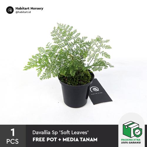 Promo Habitart - Davallia Sp 'Soft Leaves' Tanaman Hias Paludarium ...