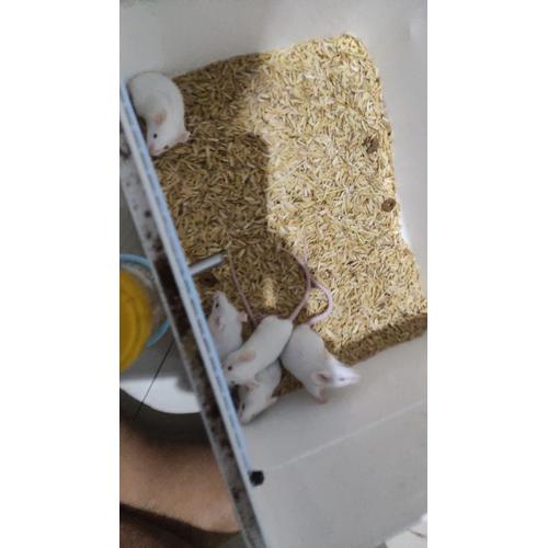 Jual Tikus putih mencit pakan reptil dan lain-lain banyak fungsi kak ...