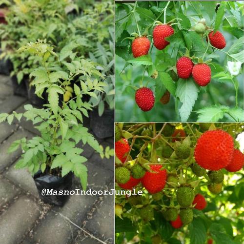 Jual Bibit Tanaman Buah Raspberry Merah - Tanaman Berry - Kota Batu ...
