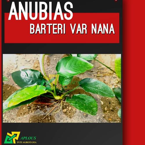 Jual Anubias Barteri Var Nana Tanaman Hiasan Aquarium - Kab. Bogor ...