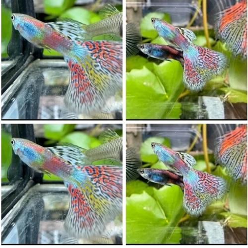 Jual Ikan Hias Guppy Purple Rainbow - betina - Kota Depok - Fishtreasure. id | Tokopedia