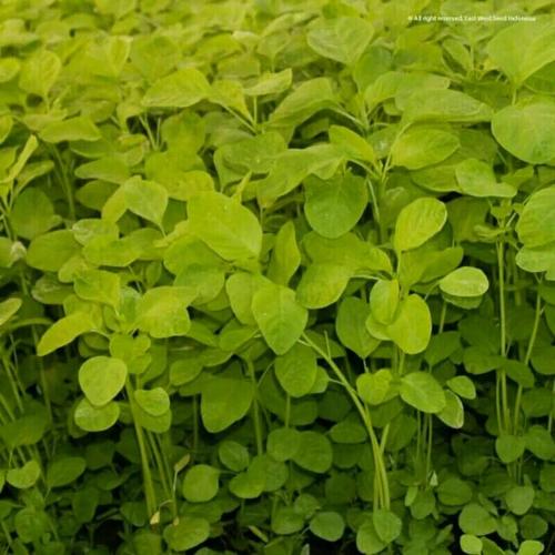 Jual 1000 Biji Bayam Maestro F1 | Benih Bayam Hijau | Benih Sayuran ...