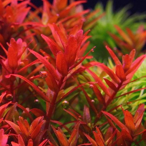 Jual rotala blood red 50 batang tanaman aquascape - Kab. Tasikmalaya ...