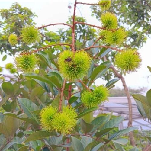 Jual pohon buah rambutan ginjay tinggi 3 meter - Kab. Bogor - dastin ...