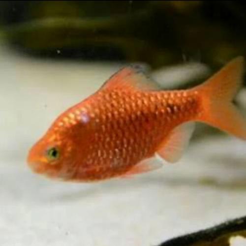 Jual Ikan Hias Aquascape - Ikan Barbie - Beli 10 Free 1 - Jakarta Barat ...