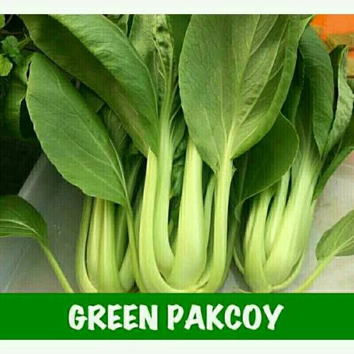 Jual 150 Biji Packcoy Green | Benih Pakcoy green F1 - Kab. Tuban ...