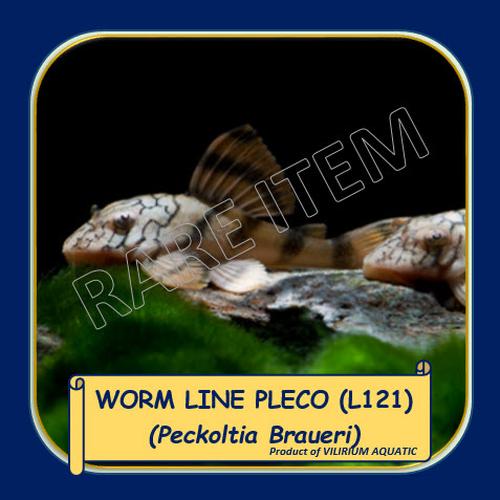 Promo IKAN HIAS AIR TAWAR - WORM LINE PLECO / PECKOLTIA BRAUERI (L121 ...