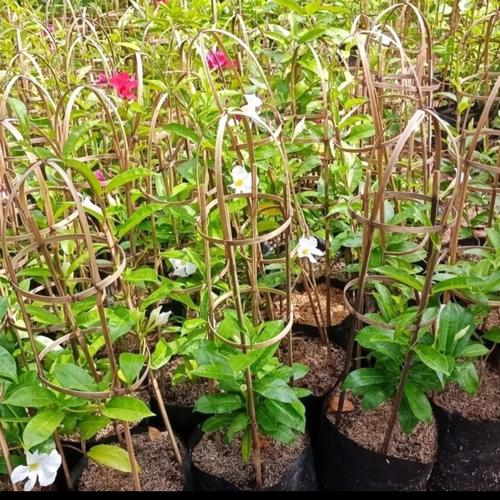 Jual tanaman rambatan mandavila bunga putih - pohon mandavila putih ...