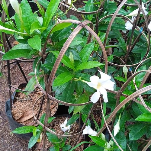 Jual tanaman rambat mandevila bunga putih - pohon mandevilla putih ...