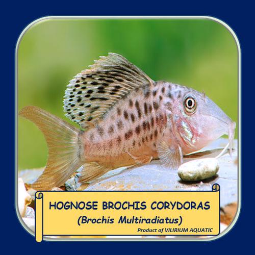 Jual IKAN HIAS AIR TAWAR - HOGNOSE BROCHIS CORYDORAS /BROCHIS ...