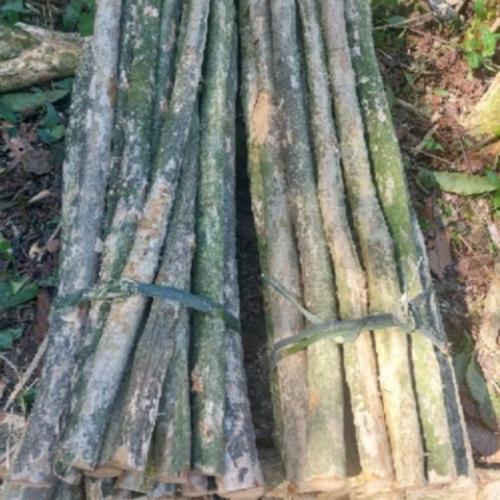 Jual ajir kayu kopi media tanam tanaman rambat ukuran1 meter - Kab ...