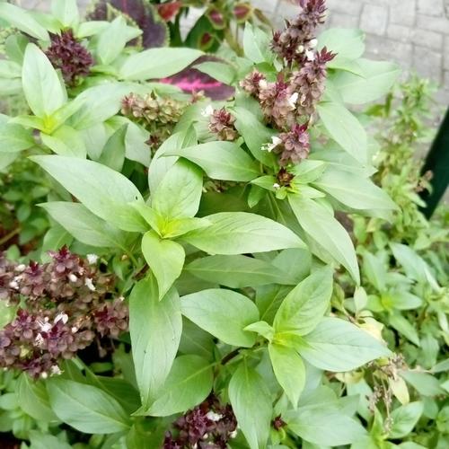 Jual Daun Thai Basil segar rempah untuk masakan - Jakarta Barat ...