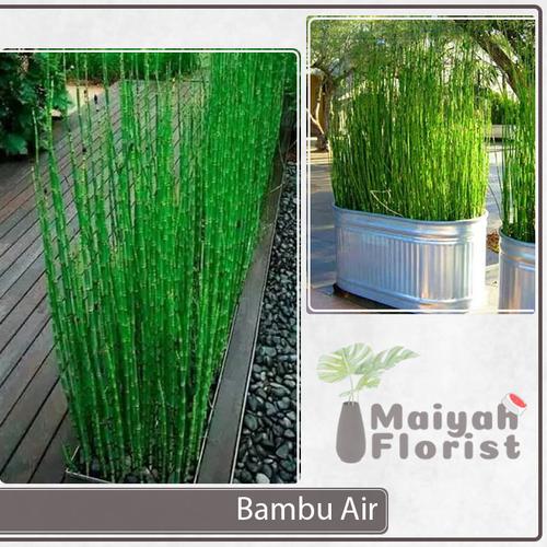 Jual Tanaman Hias Pagar Bambu Jepang - Bambu Air - Pseudosasa japonica ...