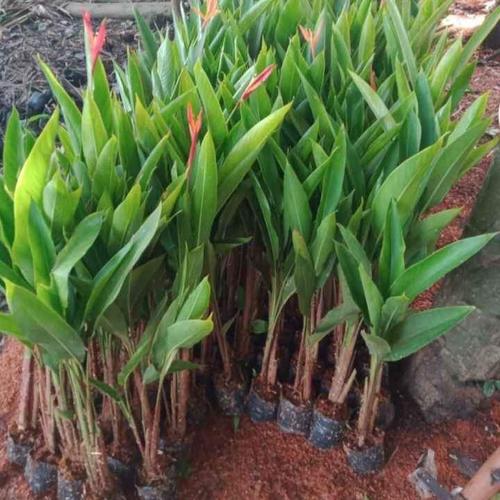 Jual pohon pisang heliconia tanaman - Kab. Bogor - Tanaman store69 ...