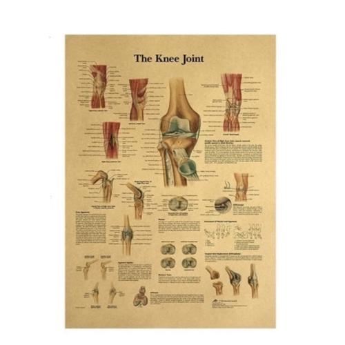 Jual poster anatomi sendi lutut / poster anatomi - Jakarta Timur ...