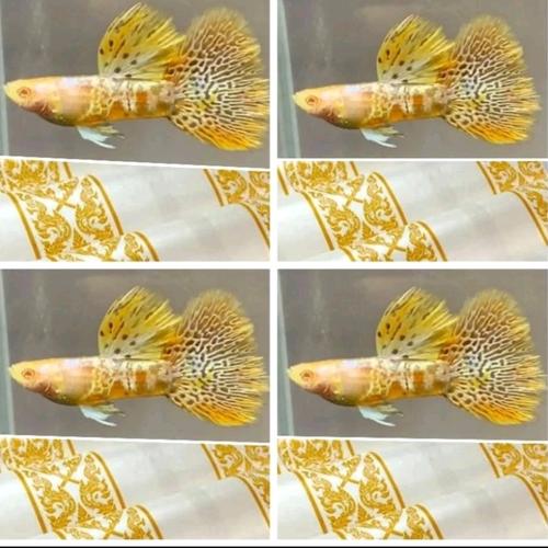 Jual Ikan Guppy Albino Yellow King Cobra - betina - Kota Depok - Fishtreasure. id | Tokopedia