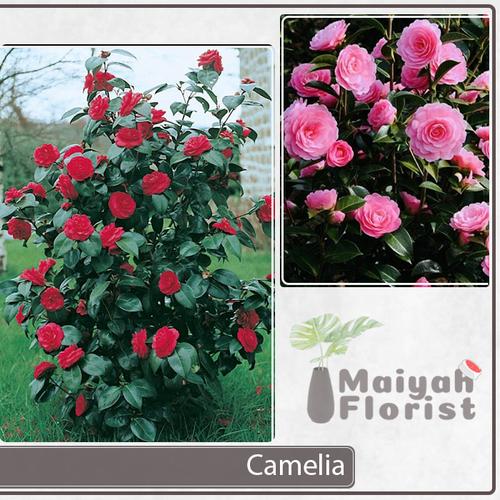 Jual Bunga Camelia - Tanaman Hidup Berakar - Bicolor - Kota Batu ...