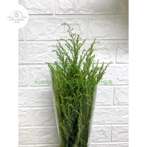 Jual Leaves SALIDAGO Daun Segar Bunga Potong Asli Fresh Isi 10 Batang ...