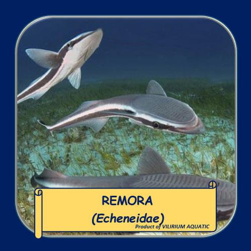 Jual IKAN HIAS AIR LAUT - REMORA / ECHENEIDAE - Jakarta Pusat ...