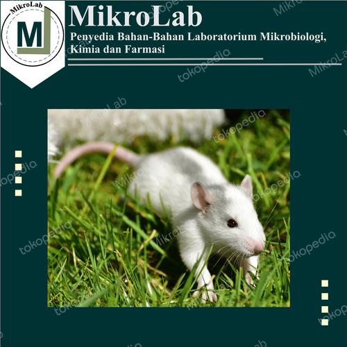 Jual Mencit Penelitian / Tikus Putih (Mus musculus) - Kota Mataram ...