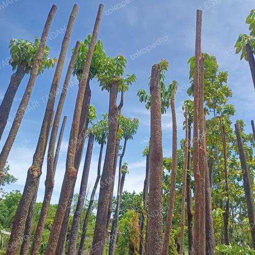 Jual pohon pule tunggal tanaman hias pule 4 meter sudah berdaun - Kab ...