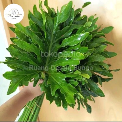 Jual daun pilo dendrum hias | per 10 tangkai latex tanaman toko ...