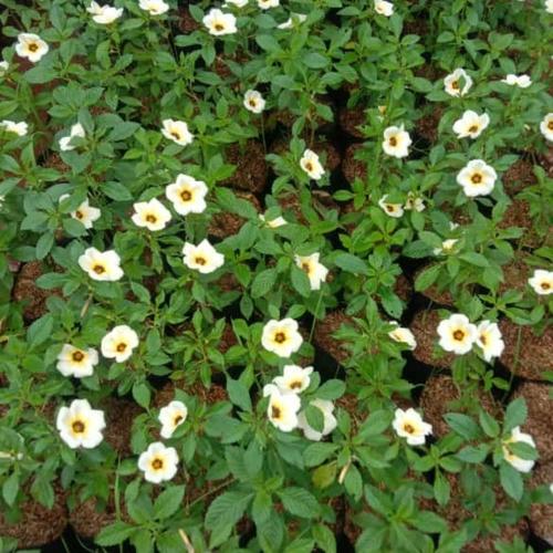 Jual bunga pukul delapan yolanda - tanaman hias tunera - bunga tunera ...