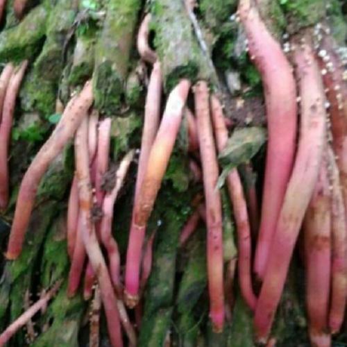 Jual akar pohon pinang segar kemasan 500gram obat herbal - Kab ...