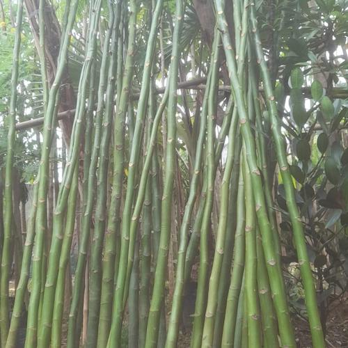 Jual Tanaman solobium Brazil pakis brazil - Kota Depok - GITAFLORATAMAN ...