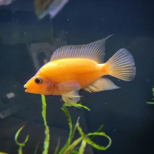 Jual Ikan Red Devil Merah 1 Liter - Gratis Pelet - Jakarta Barat ...