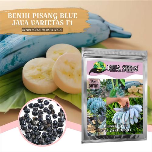 Jual Biji Benih Pisang Blue Java F1 Import / Biji Pisang Biru / Rice ...