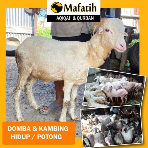 Jual Domba Kambing Hidup / Potong Untuk Aqiqah Catering Resto syukuran ...