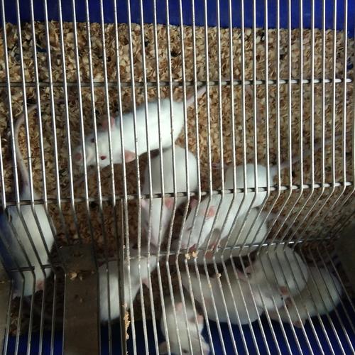 Jual RAT / WISTAR standar lab 150 up gram - Kota Bandung - sahabat ...