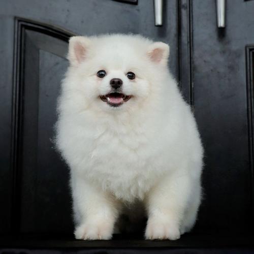 Jual Minipom Pomeranian bulu tebal anjing Jantan, bulu kapas 9 bulan ...
