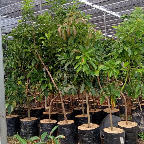 Jual Pohon alpukat aligator batang besar tinggi 2 meter ukuran buah ...