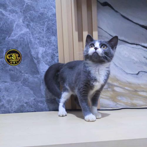 Jual kucing bsh bicolor lucu short hair - Kota Surakarta - karebetcat ...