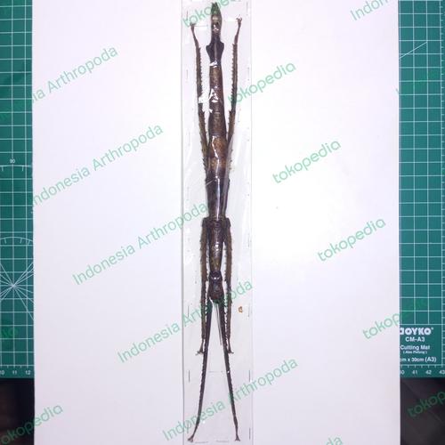 Jual AWETAN BELALANG RANTING ASLI P. SUMATRANA SSp.Halimun (Female ...