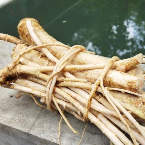 Jual akar pohon pepaya segar 200gram obat herbal - Kab. Pangandaran ...