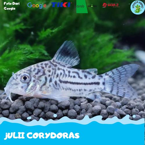 Promo JULII CORYDORAS ikan hias corydoras julii ikan pemakan lumut ...