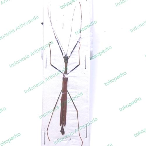 Jual AWETAN BELALANG RANTING ASLI INDONESIA M. ROSEA (Male) - Jakarta ...