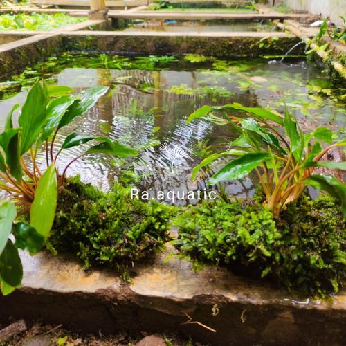 Jual kayu rentek full Moss variasi tanaman aquascape - Kab. Bogor ...
