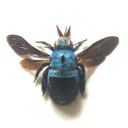 Jual AWETAN SERANGGA UNIK LEBAH ASLI INDONESIA X.CAERULEA (Female ...