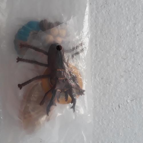 Jual life cycle figure; life cycle beetle; mainan edukasi; life cycle ...