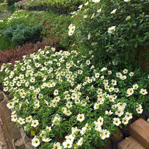 Jual tanaman bunga pukul delapan yolanda - tanaman hias tunera putih ...