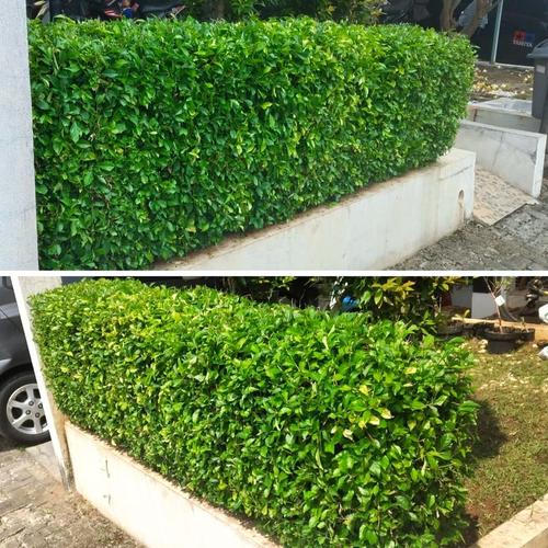 Jual Tanaman Pagar Teh Tehan Murah Pohon Teh Tehan Pagar Kab Bogor Beautiful Plant