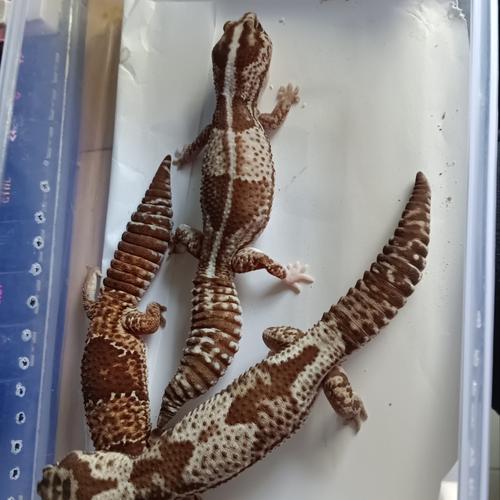 Jual African Fat Tailed Gecko Juve & Adult Gecko AFT Stock Bebas Pilih ...