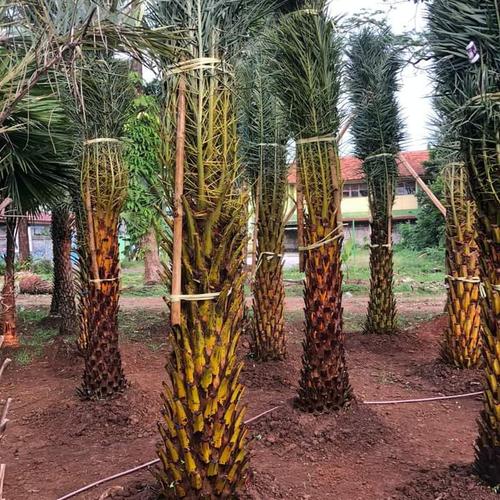 Jual Palem kenari - pohon kenari - suplayer berbagai macam pohon ...